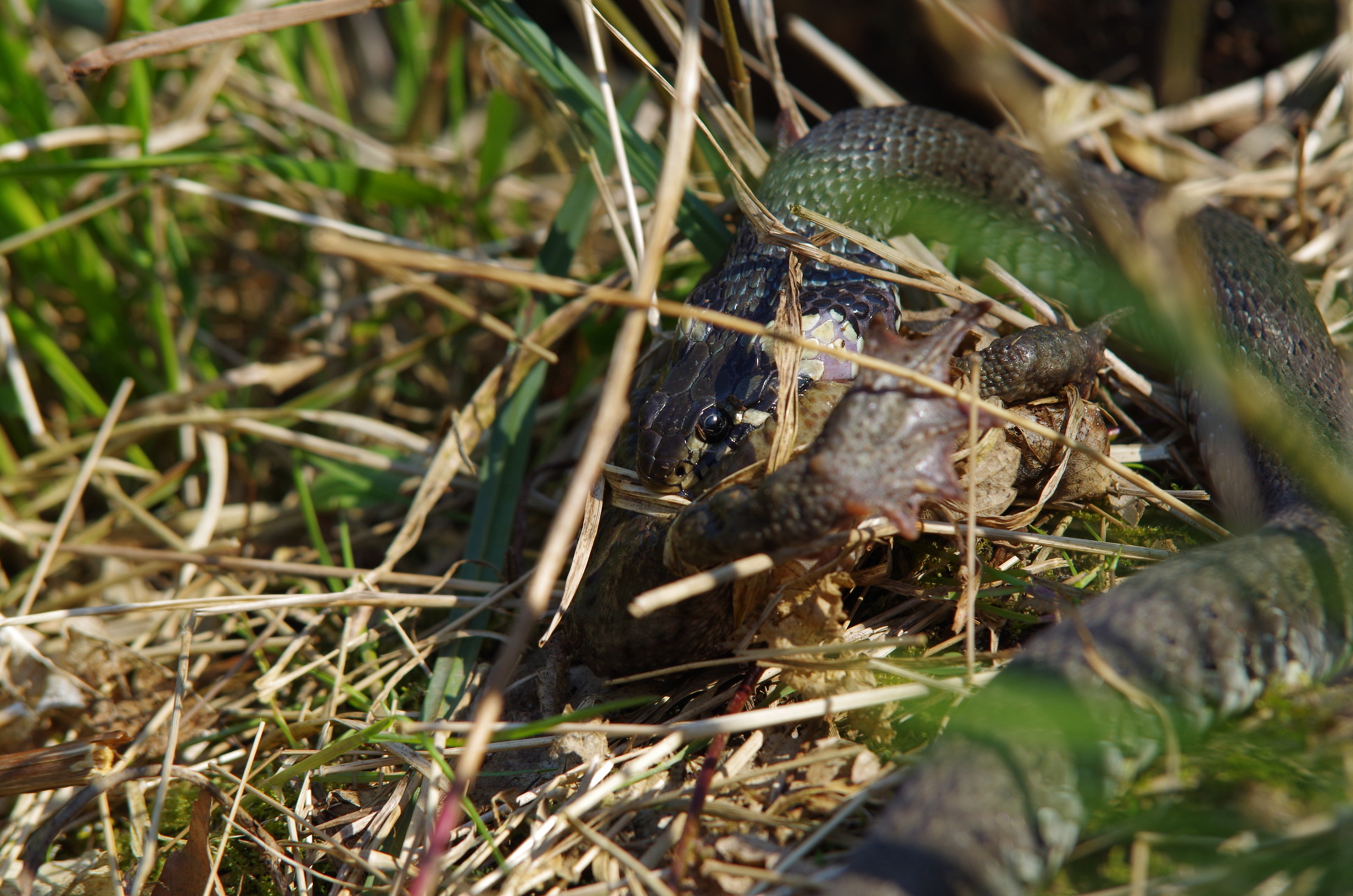 Wild European grass snake swallowing a frog : r/snakes